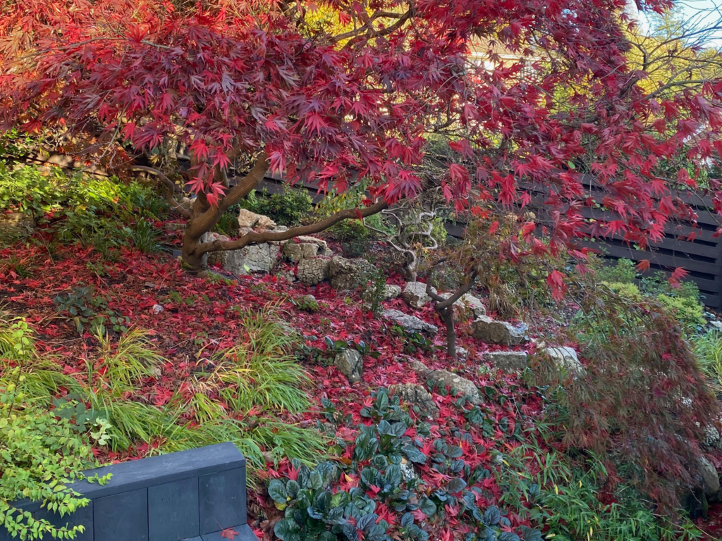 Wynnstow Park - Oxted - Sally Casley Garden Design